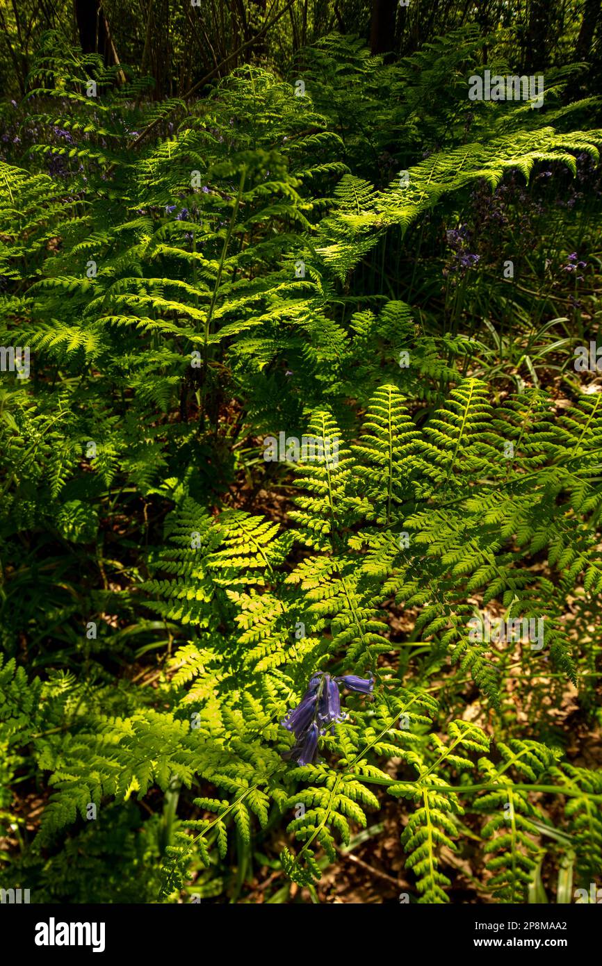 Drooping fern hi-res stock photography and images - Alamy