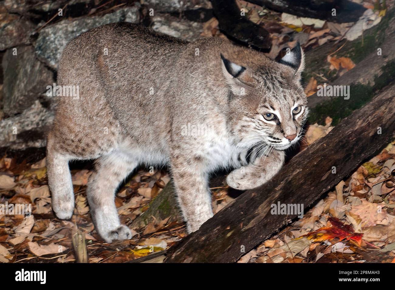 American bobcat hi-res stock photography and images - Alamy