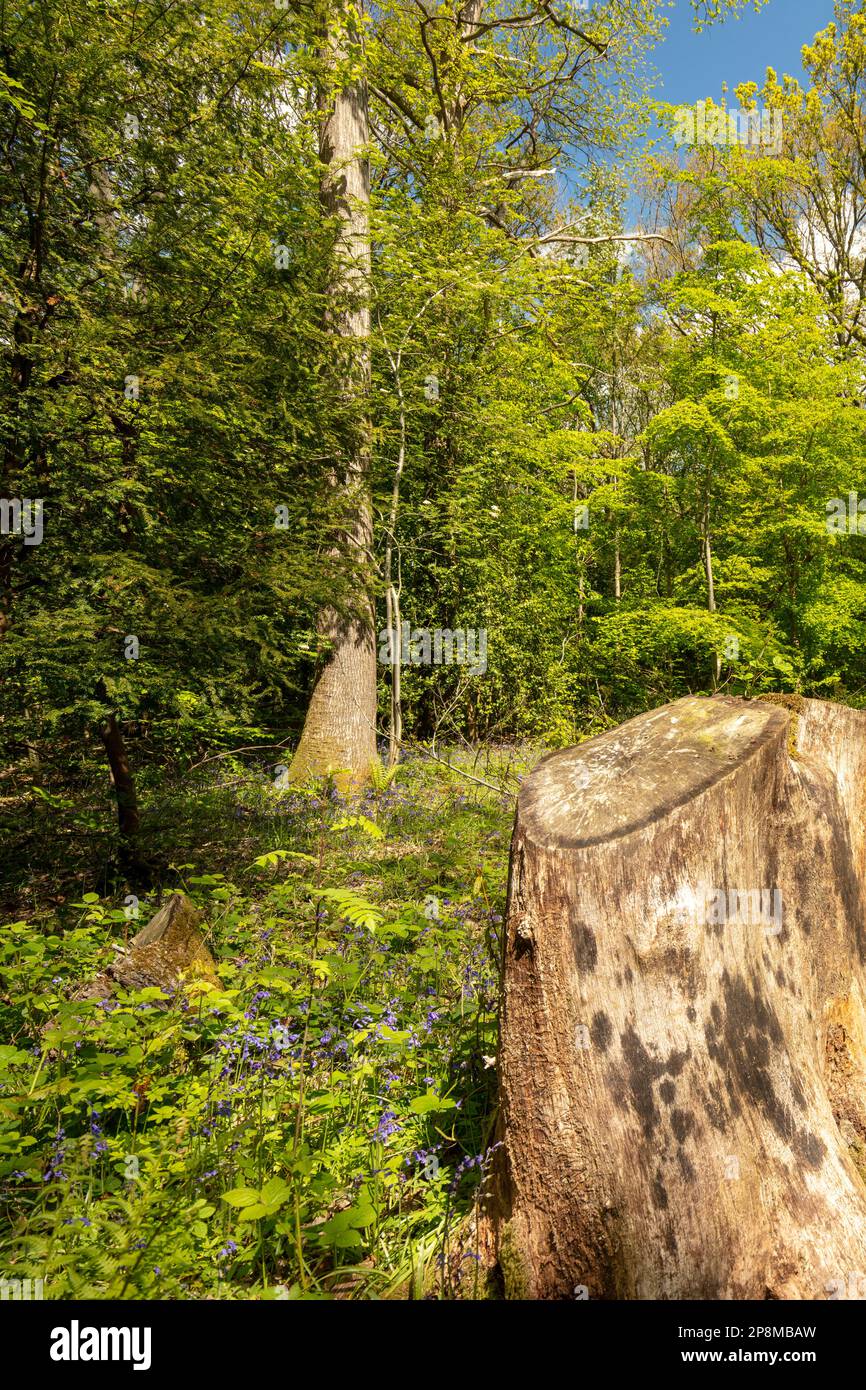 Wellbeing, warm looking bright sunshine on trees in English woodland ...