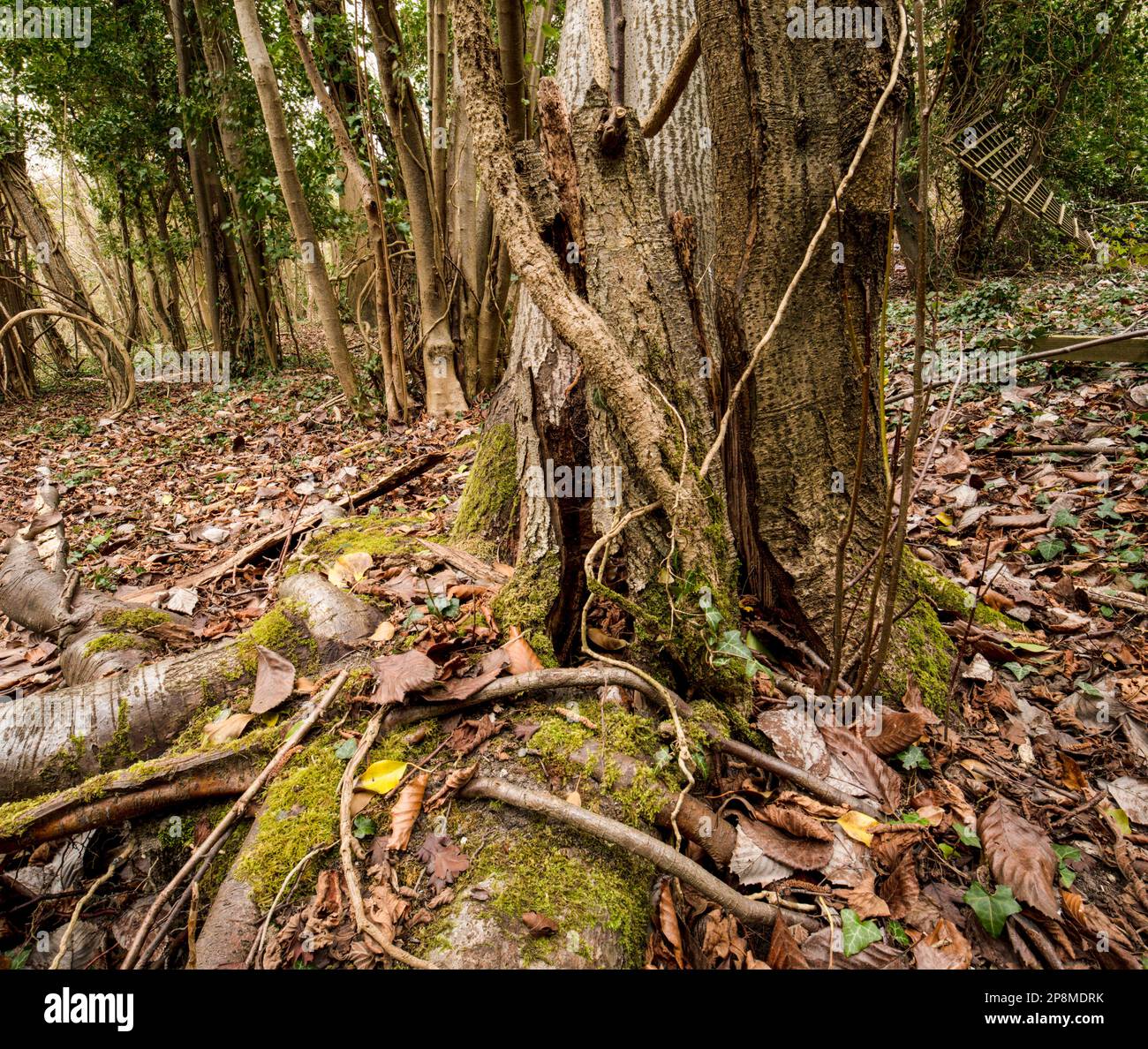 Strong natural patterns of winter woodland environmental portrait with ...