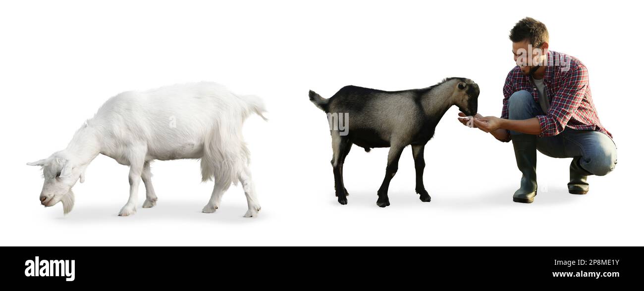 Man and cute domestic goats on white background, collage. Banner design ...