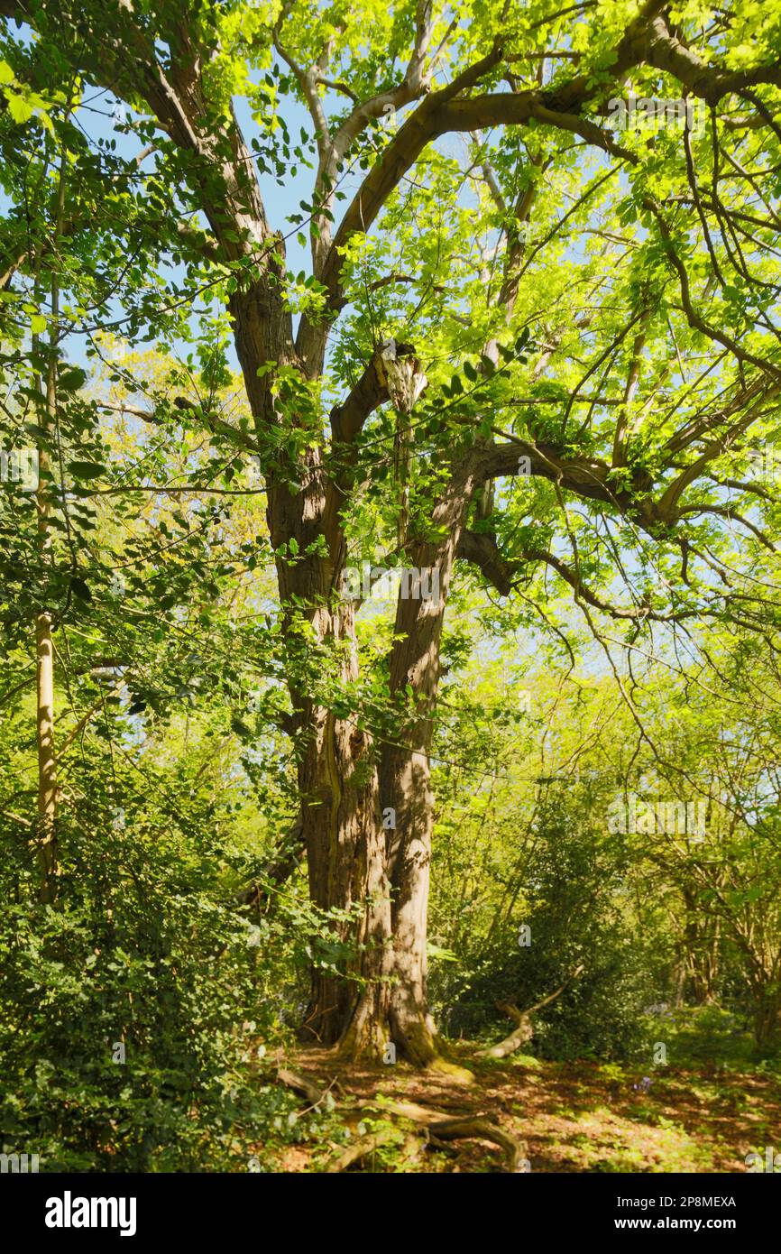 Wellbeing, warm looking bright sunshine on single tree in English ...