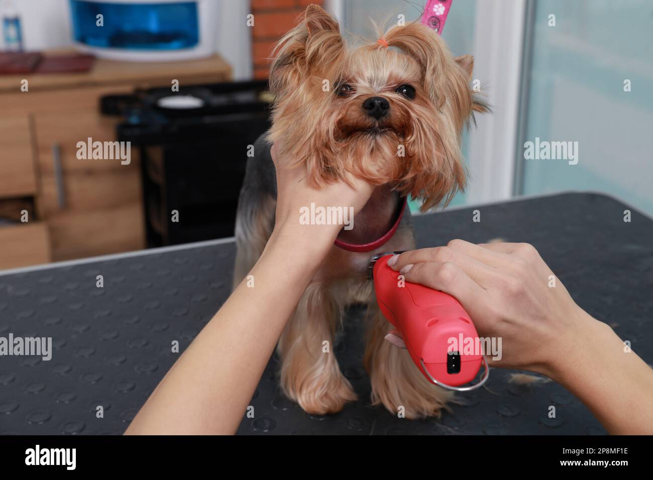 Professional groomer giving stylish haircut to cute dog in pet beauty ...