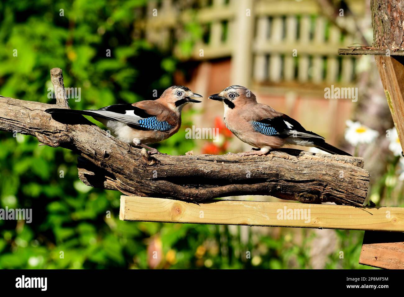 Uk jays hi-res stock photography and images - Alamy