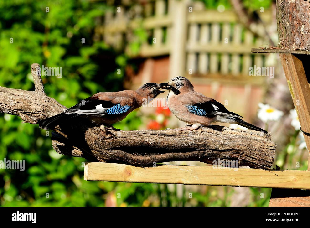 Jay bird uk nest hi-res stock photography and images - Alamy