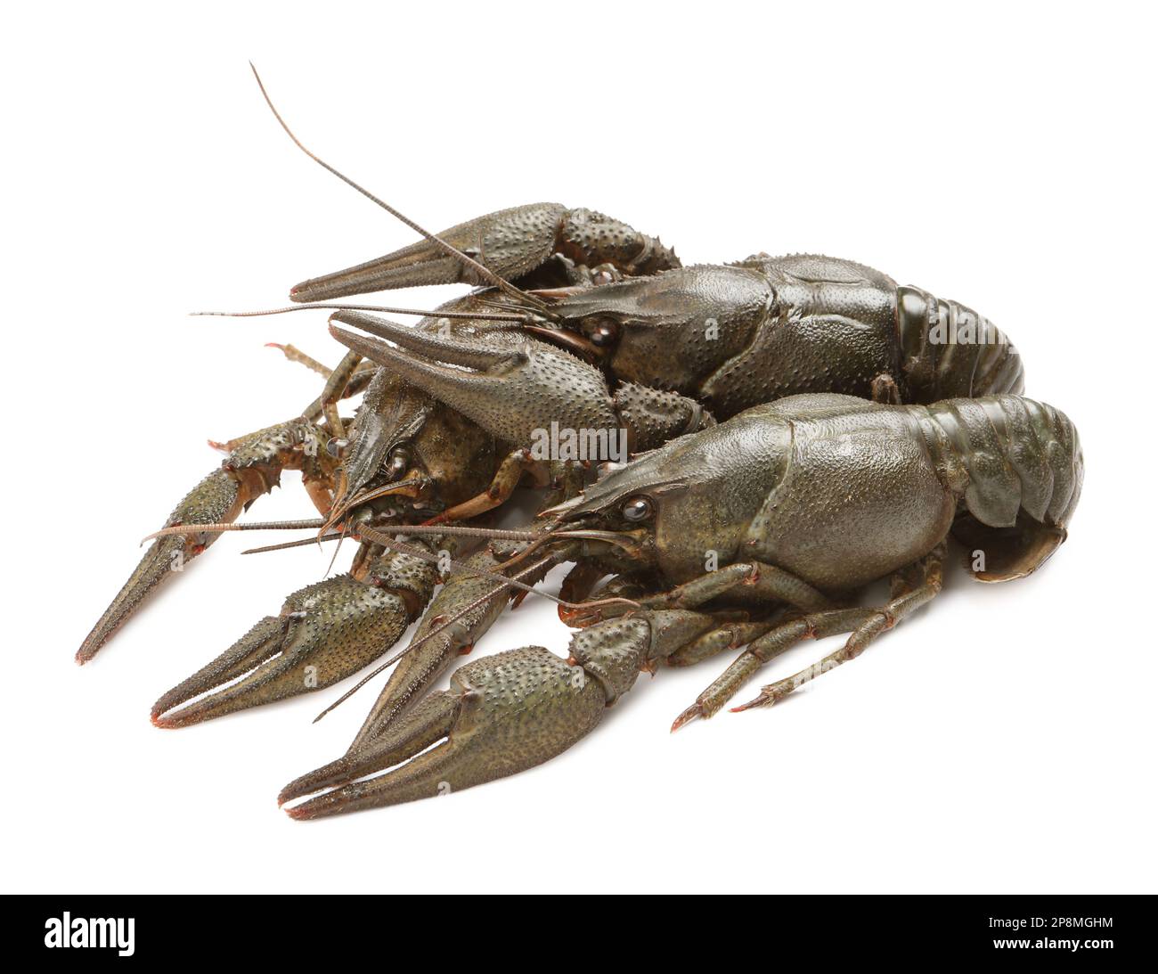 Many fresh raw crayfishes on white background Stock Photo - Alamy