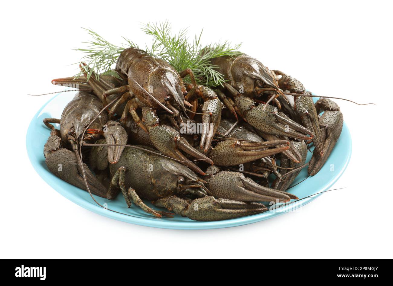 Fresh raw crayfishes with dill on white background Stock Photo - Alamy