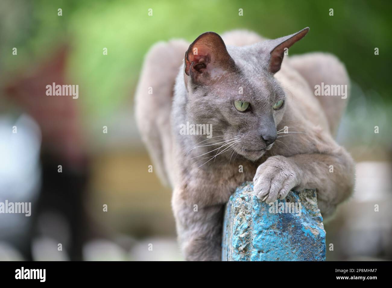 Big gray angry looking Sphinx breed stray cat resting on steet outdoors ...