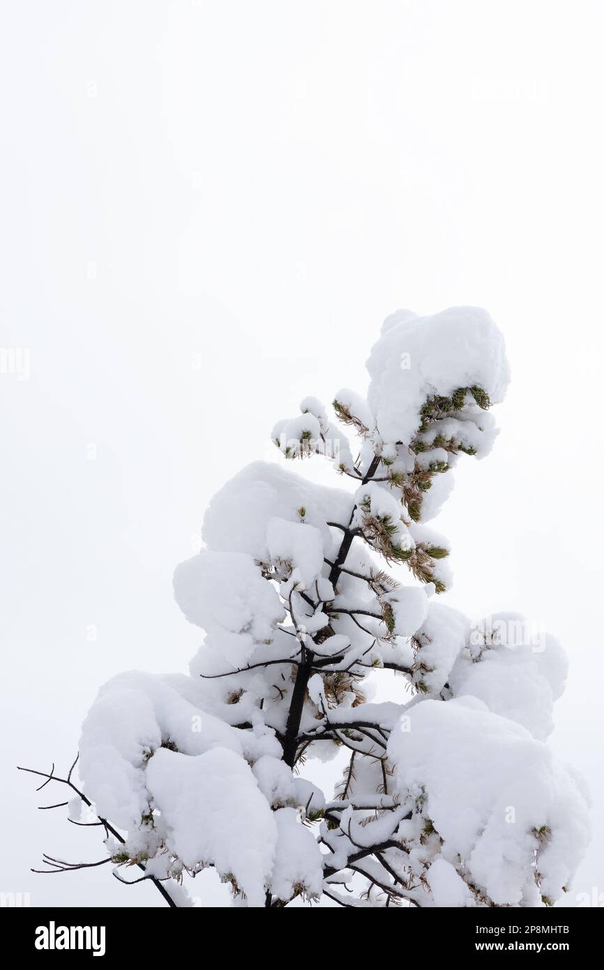 Conifer tree covered with deep snow after a winter storm in Sedona ...