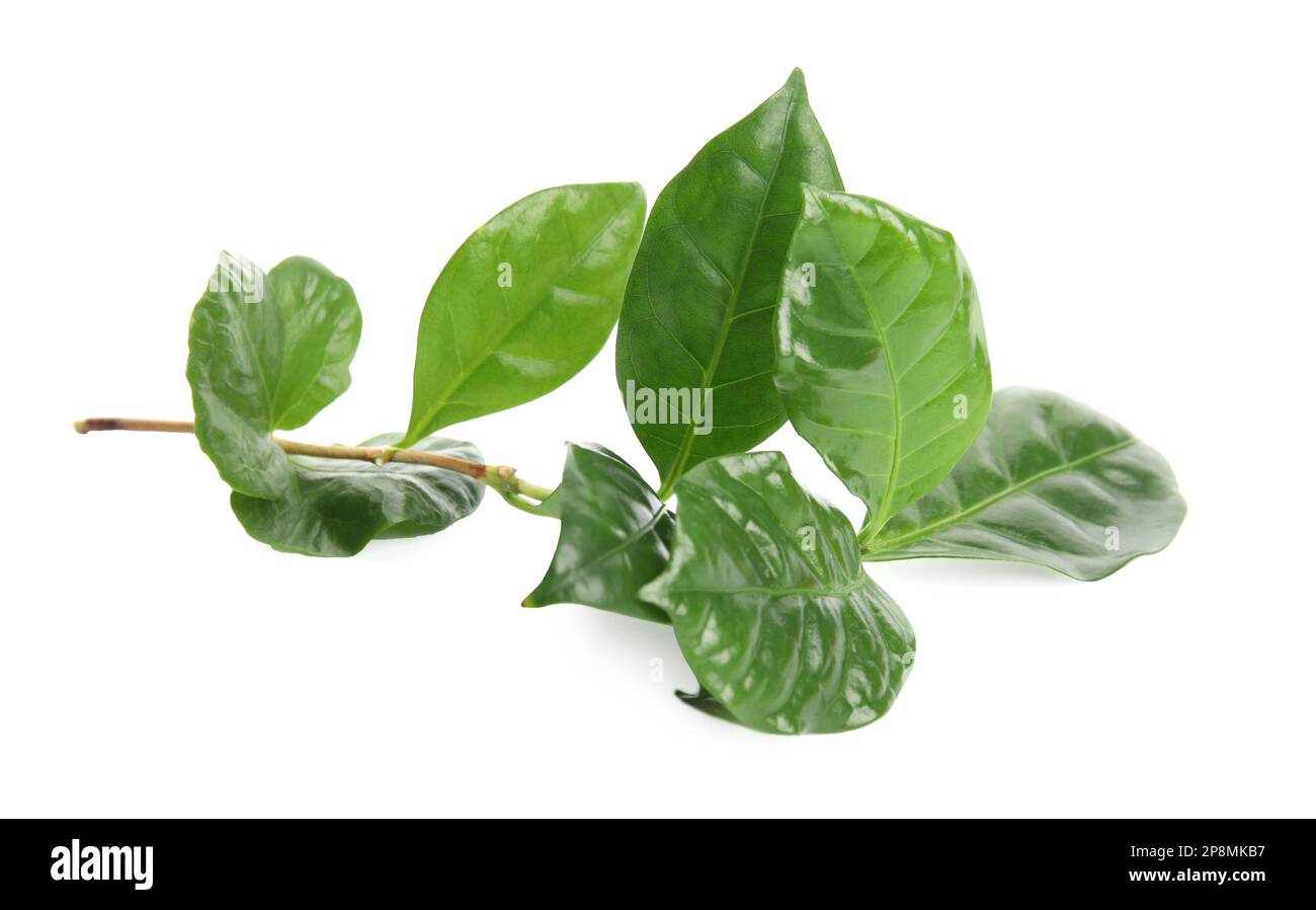 Branch of coffee plant isolated on white Stock Photo - Alamy