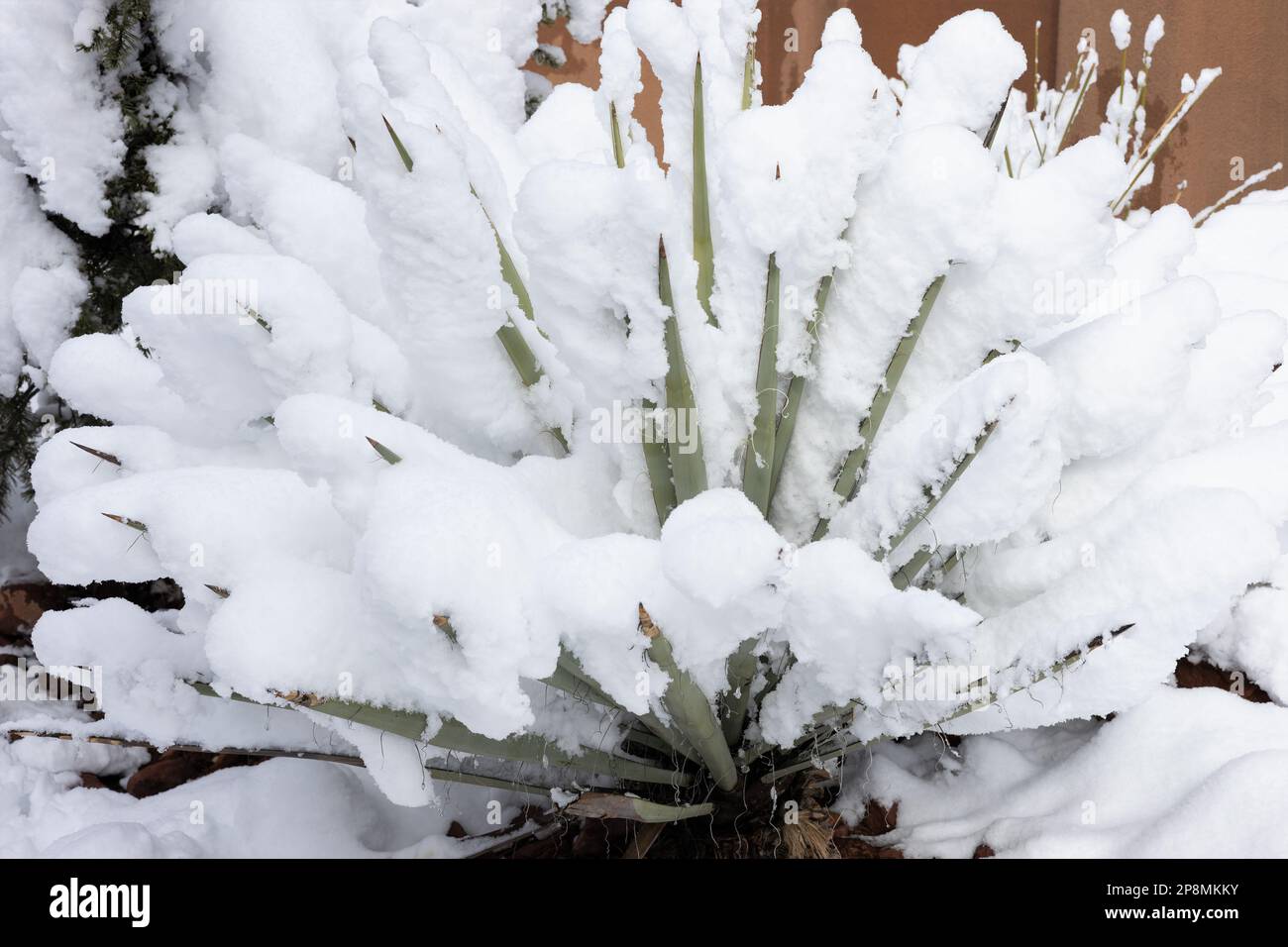 Succulent plant covered in deep snow after a winter storm in Sedona, Arizona Stock Photo - Alamy