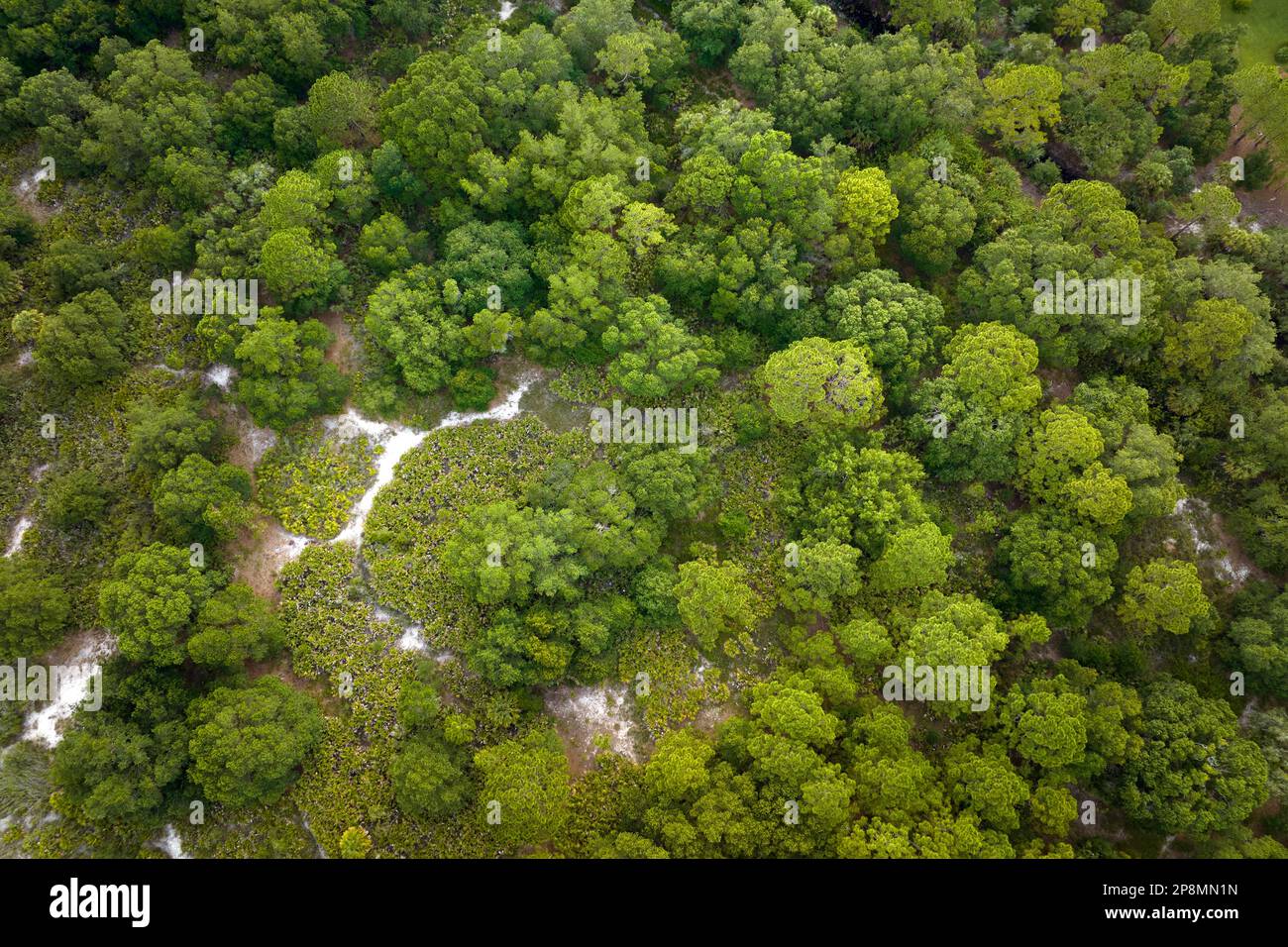 Dark lush tropical woodland with green trees canopies in summer. Top ...
