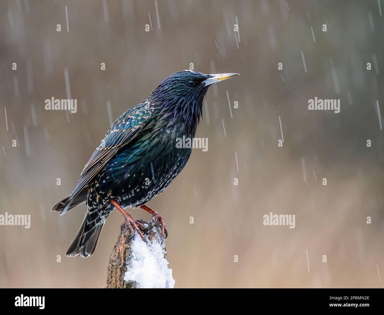 Aberystwyth, Ceredigion, Wales, UK. 09th Mar, 2023. British garden ...