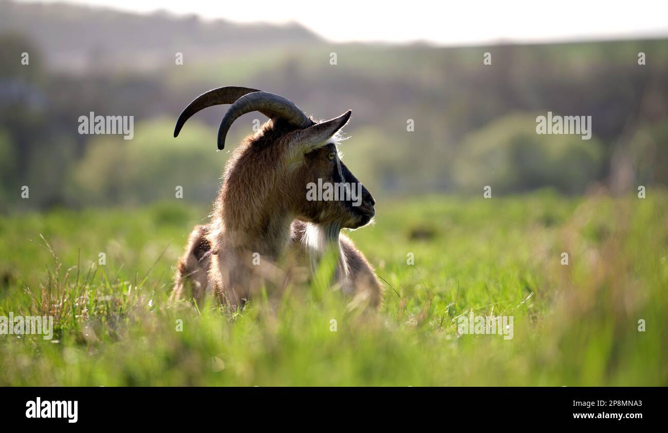 Domestic milk goat with long beard and horns resting on green pasture ...