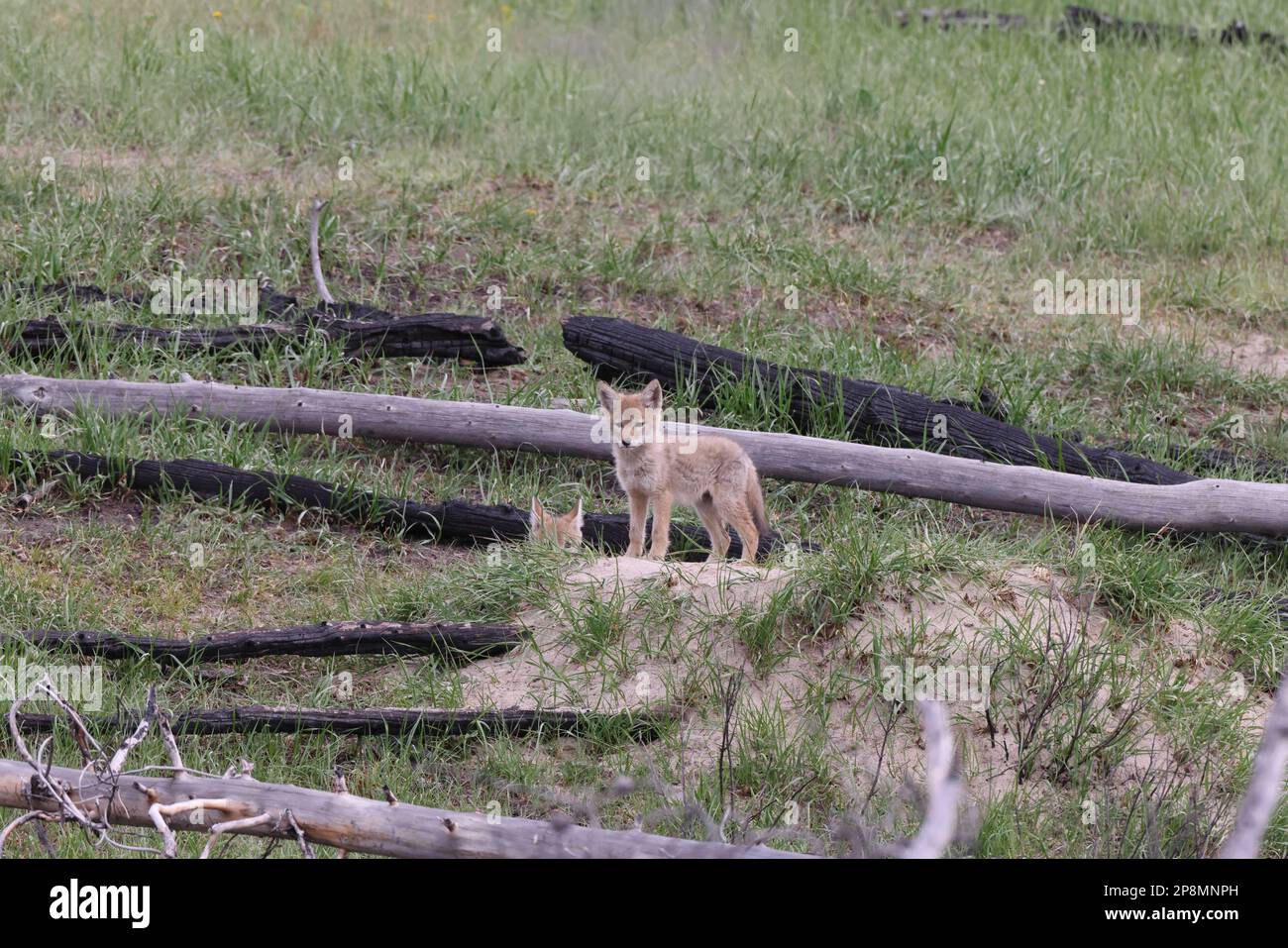 young coyotes (Canis latrans) alberta canada Stock Photo - Alamy