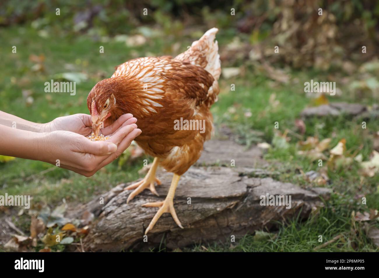 Farmer woman white chicken bird hi-res stock photography and images - Alamy