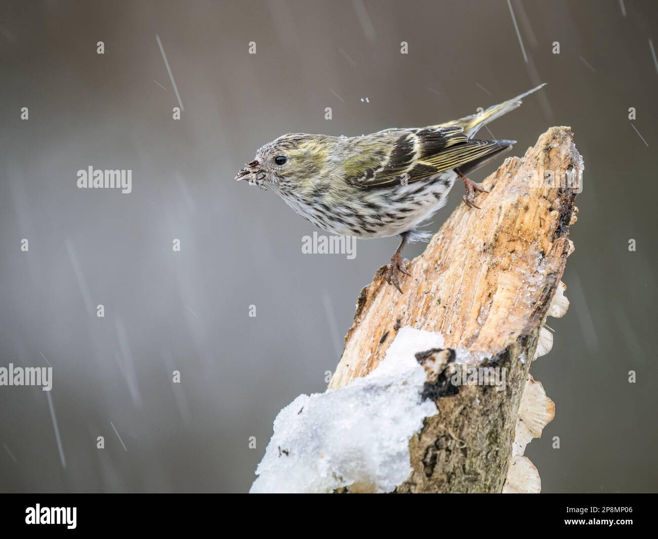 Aberystwyth, Ceredigion, Wales, UK. 09th Mar, 2023. British garden ...