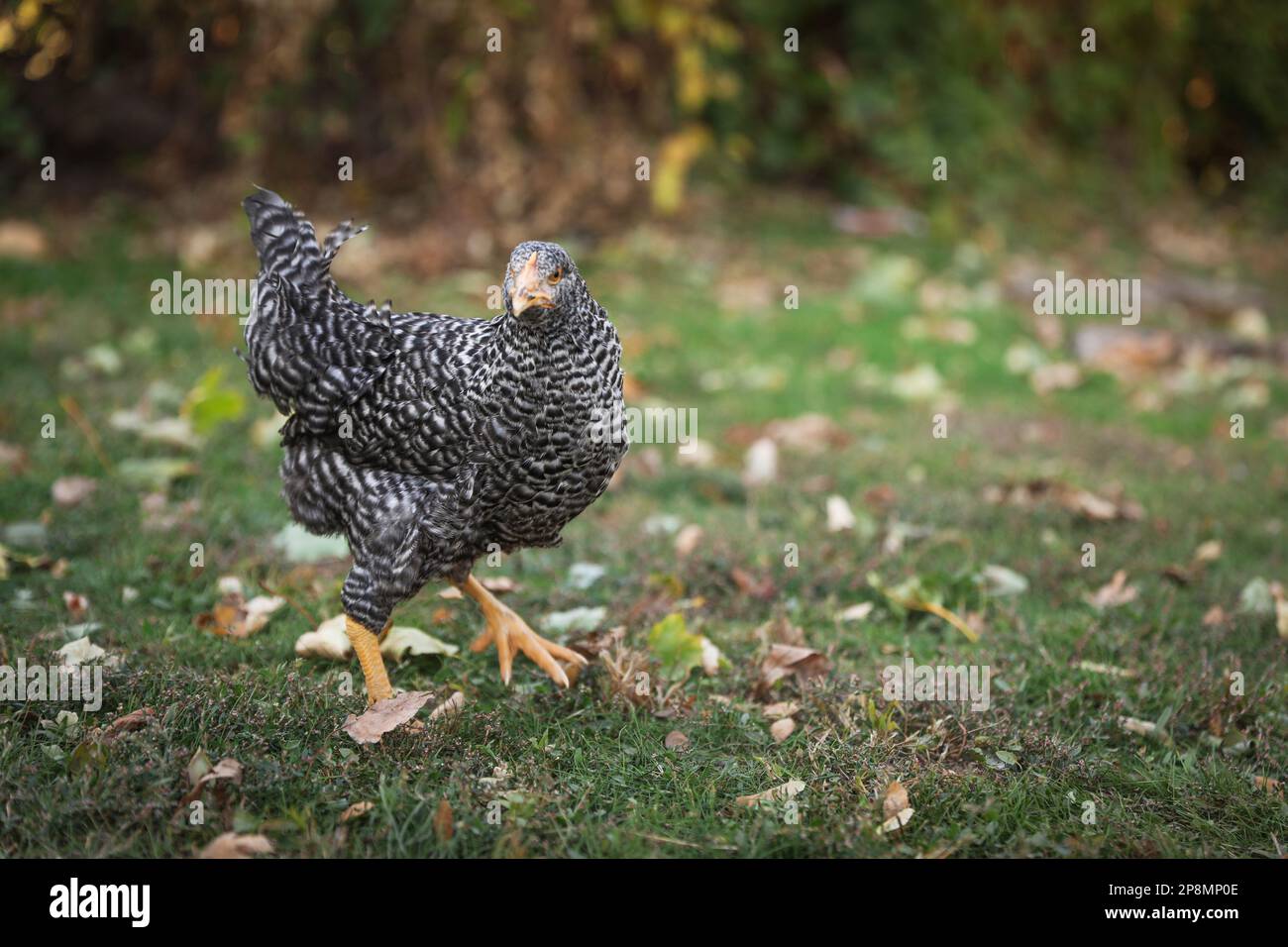 Beautiful chicken in yard on farm. Domestic animal Stock Photo - Alamy