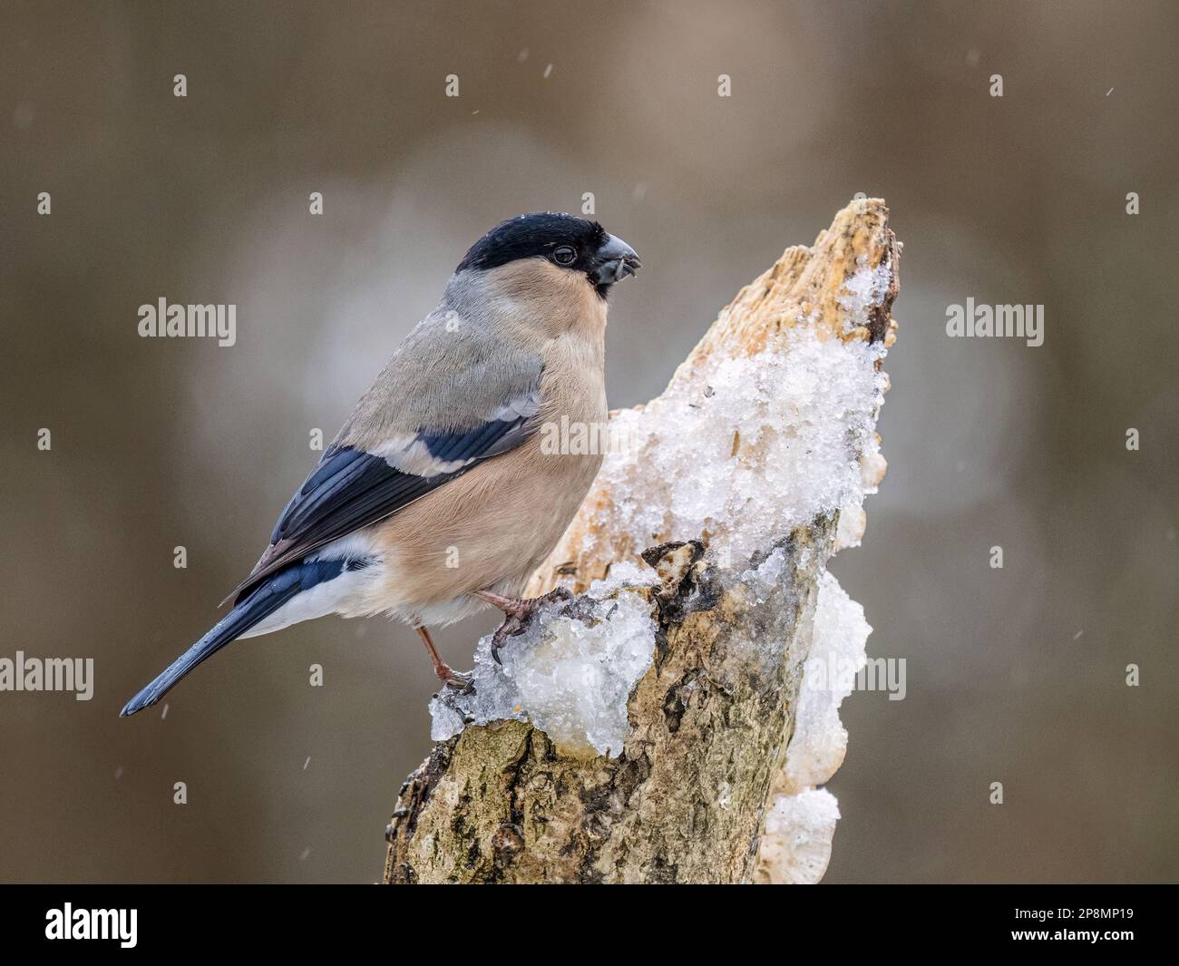 Aberystwyth, Ceredigion, Wales, UK. 09th Mar, 2023. British garden ...