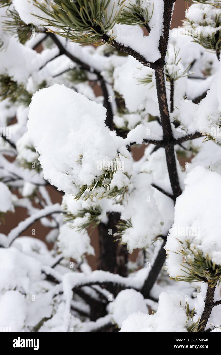 Conifer tree covered with deep snow after a winter storm in Sedona ...