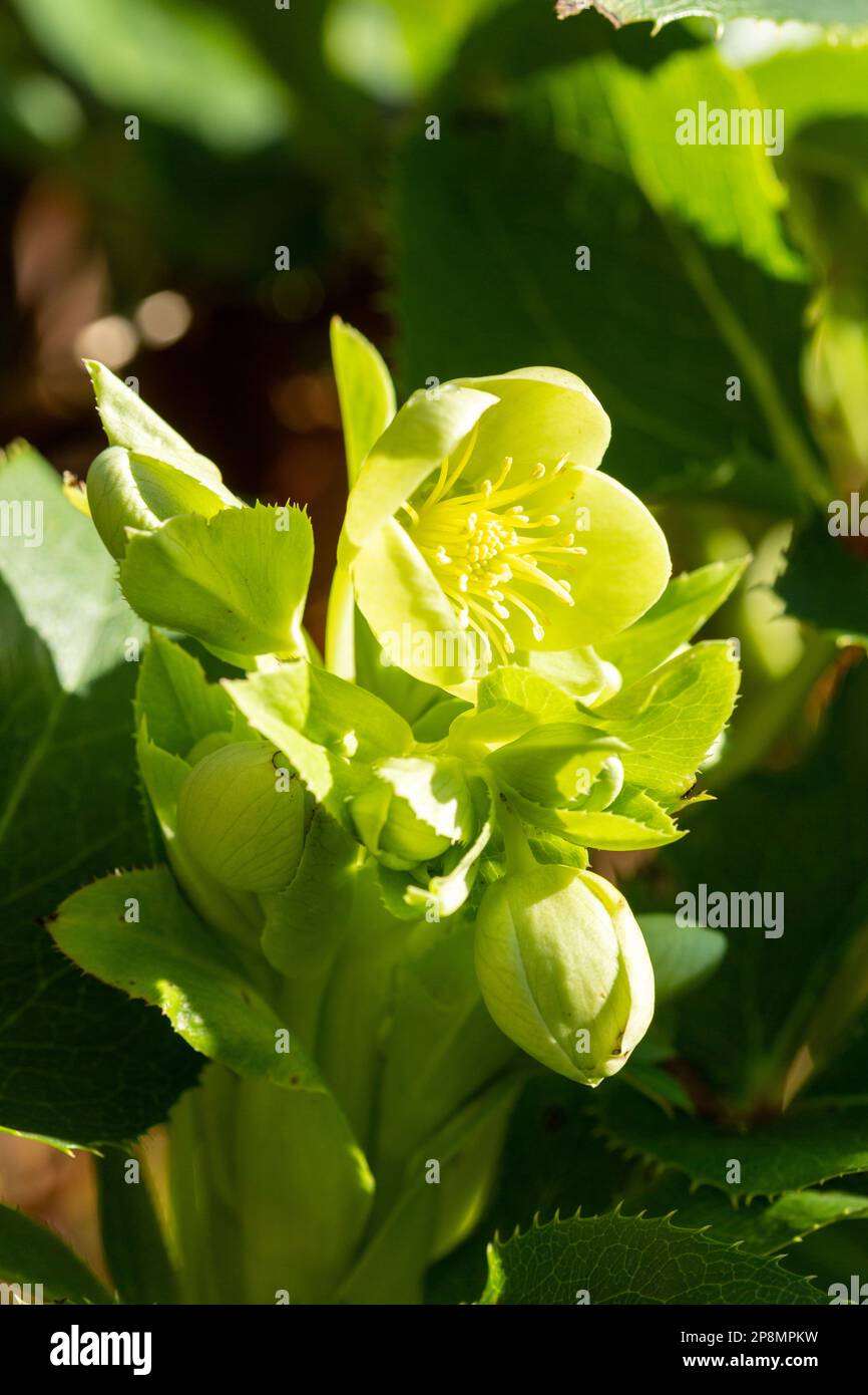White hellebore hi-res stock photography and images - Alamy