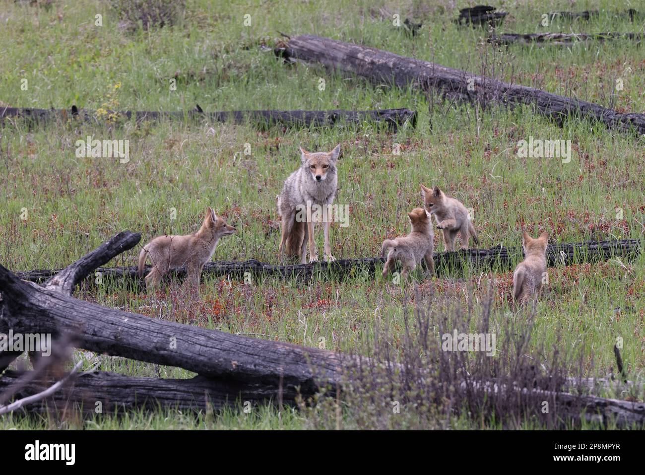 female coyote with young alberta canada Stock Photo - Alamy