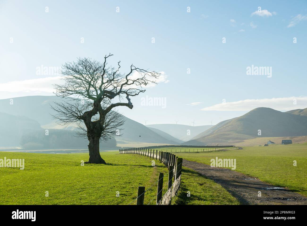 A beautiful single tree with the Moorfoot Hills in the Background ...