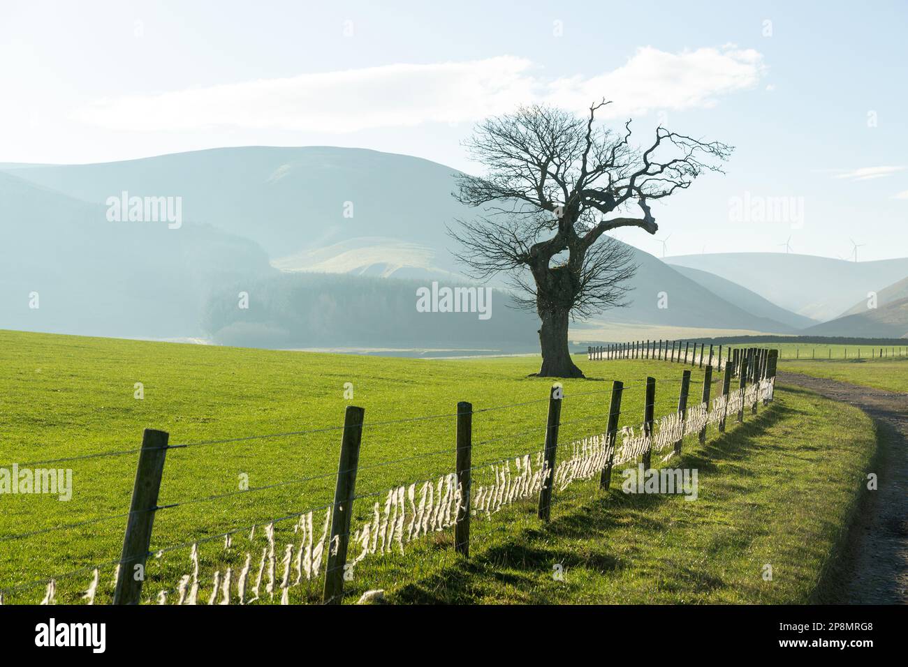 A beautiful single tree with the Moorfoot Hills in the Background ...