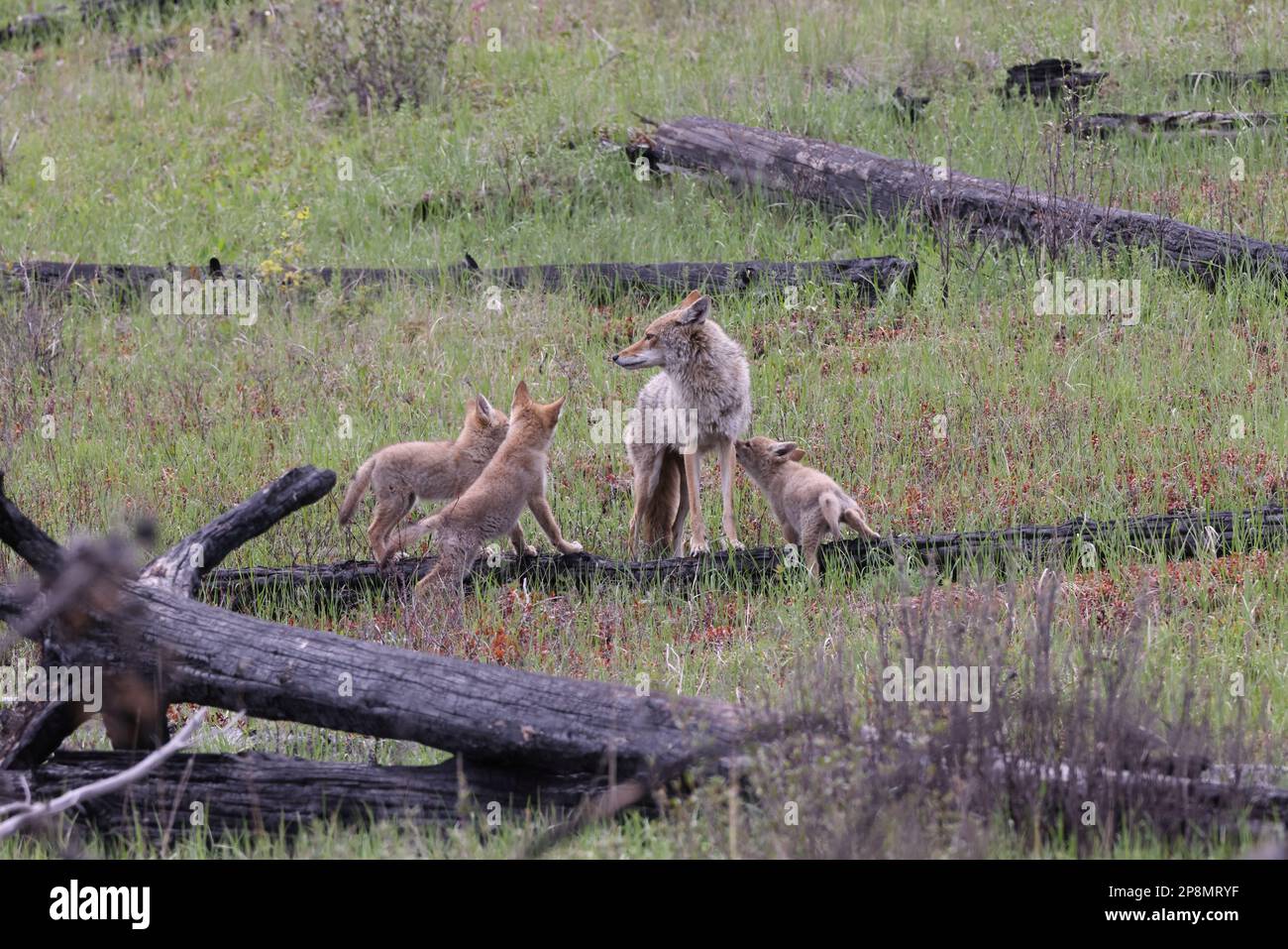 female coyote with young alberta canada Stock Photo - Alamy