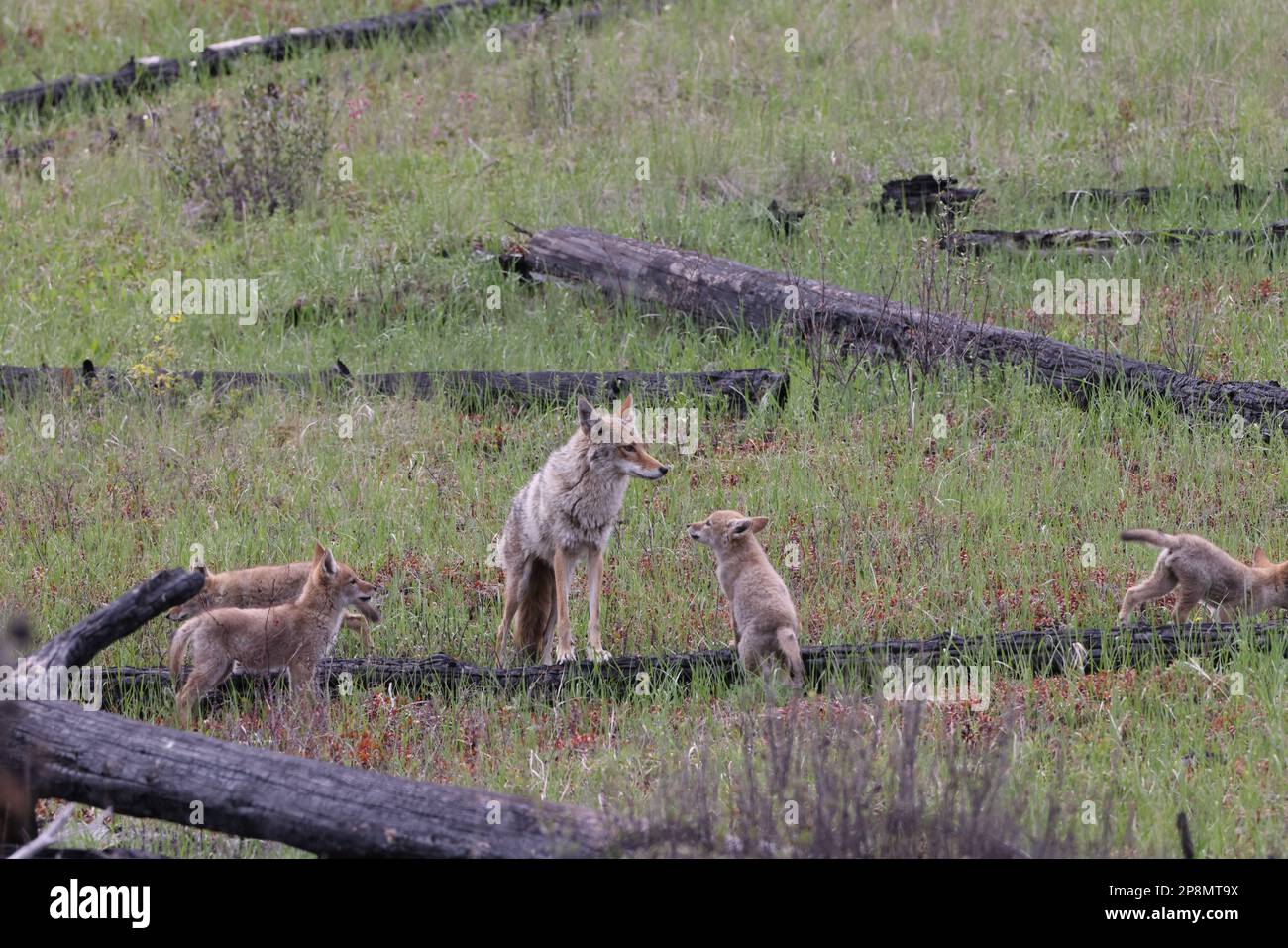 female coyote with young alberta canada Stock Photo - Alamy