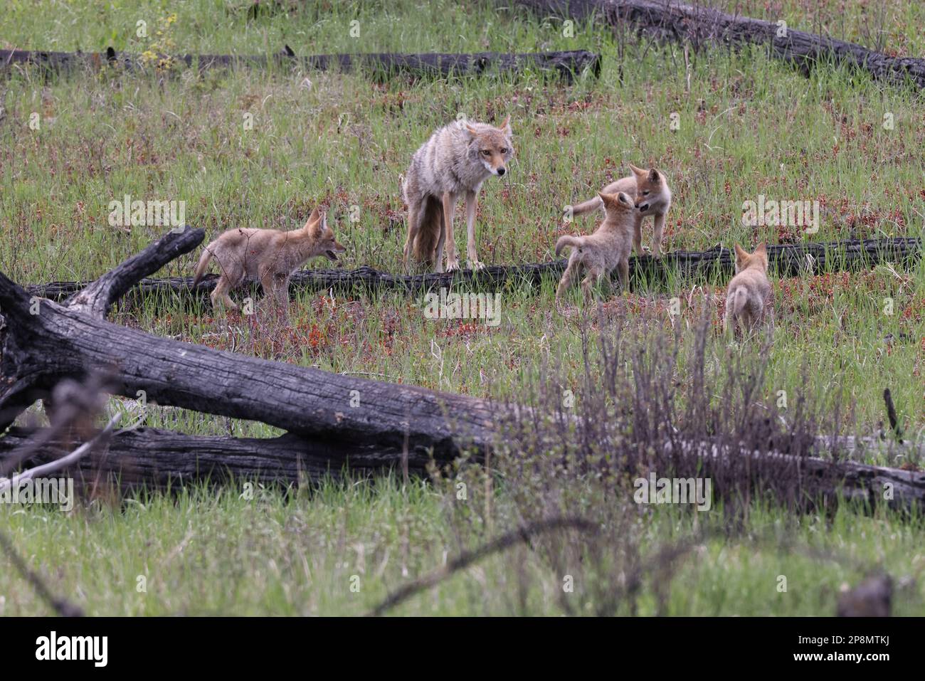 female coyote with young alberta canada Stock Photo - Alamy