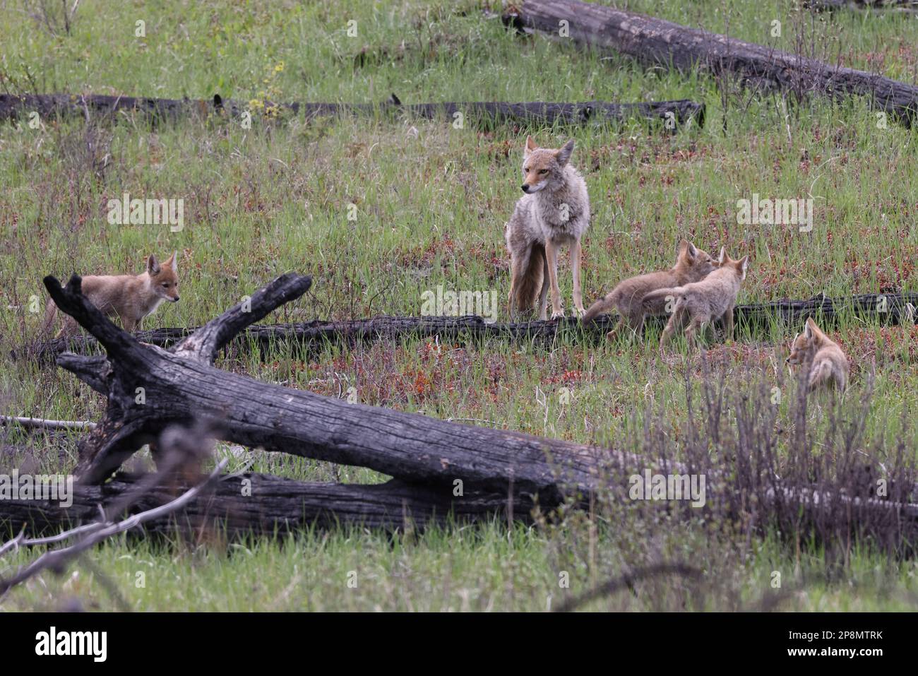 female coyote with young alberta canada Stock Photo - Alamy