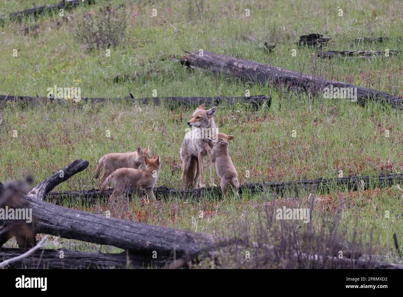female coyote with young alberta canada Stock Photo - Alamy