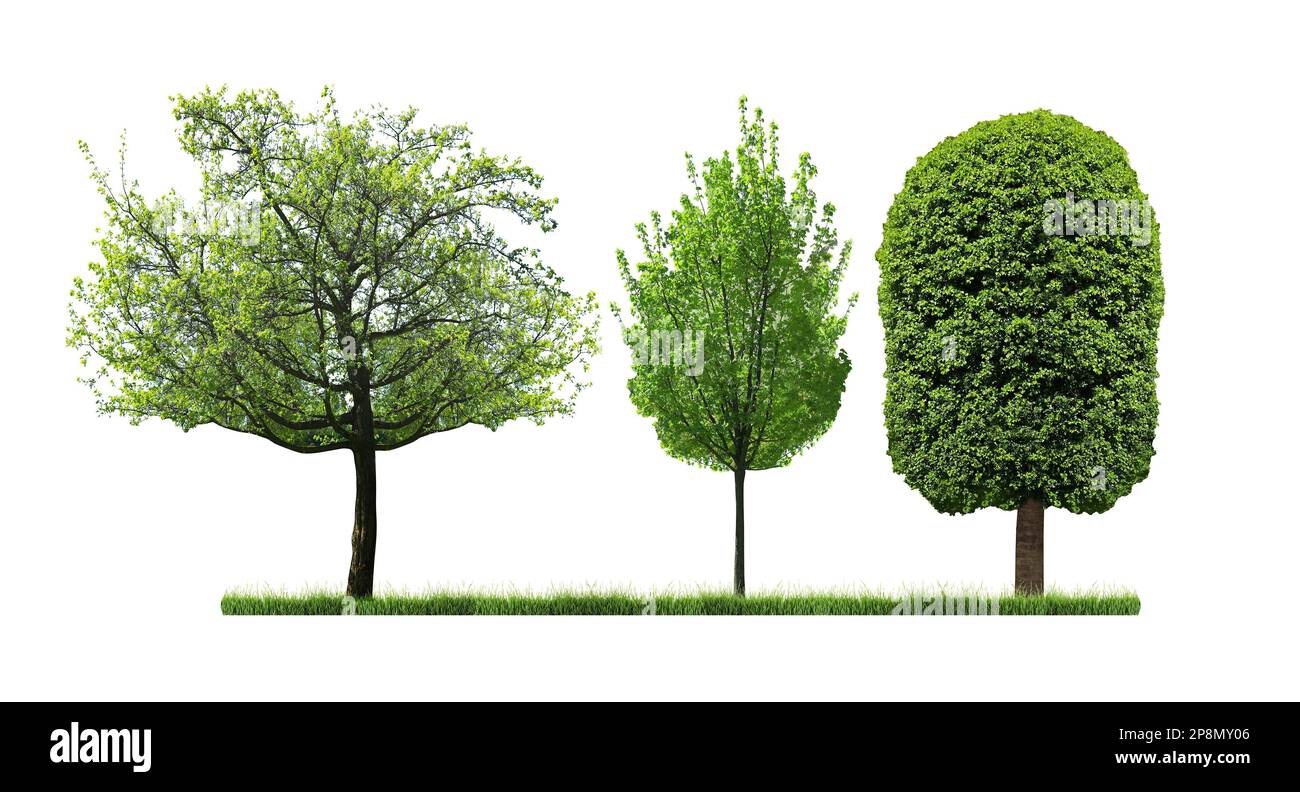 Beautiful trees with green leaves on white background, collage. Banner ...