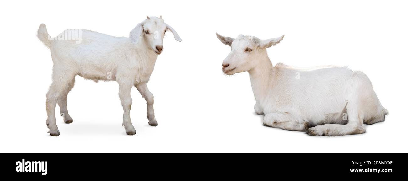 Cute domestic goats on white background, collage. Banner design Stock ...