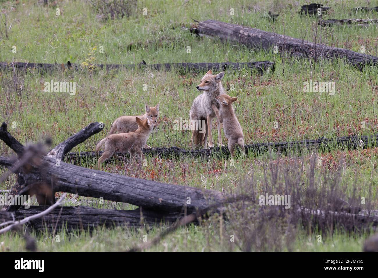 female coyote with young alberta canada Stock Photo - Alamy