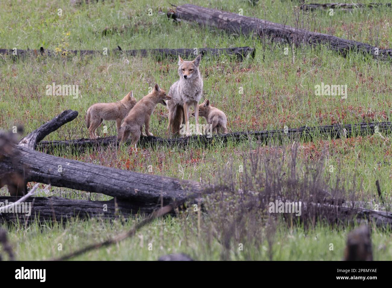 female coyote with young alberta canada Stock Photo - Alamy