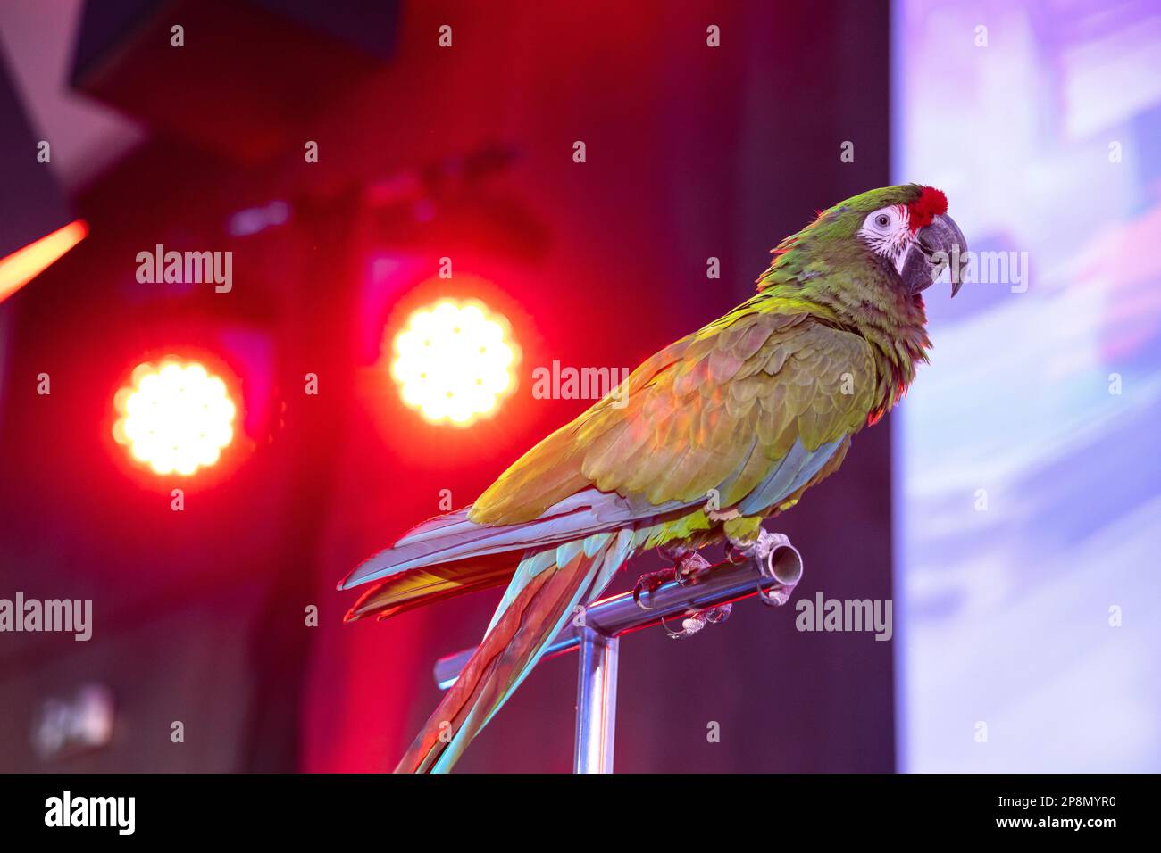 Parrot great-green macaw in captivity on a stage of a conference ...
