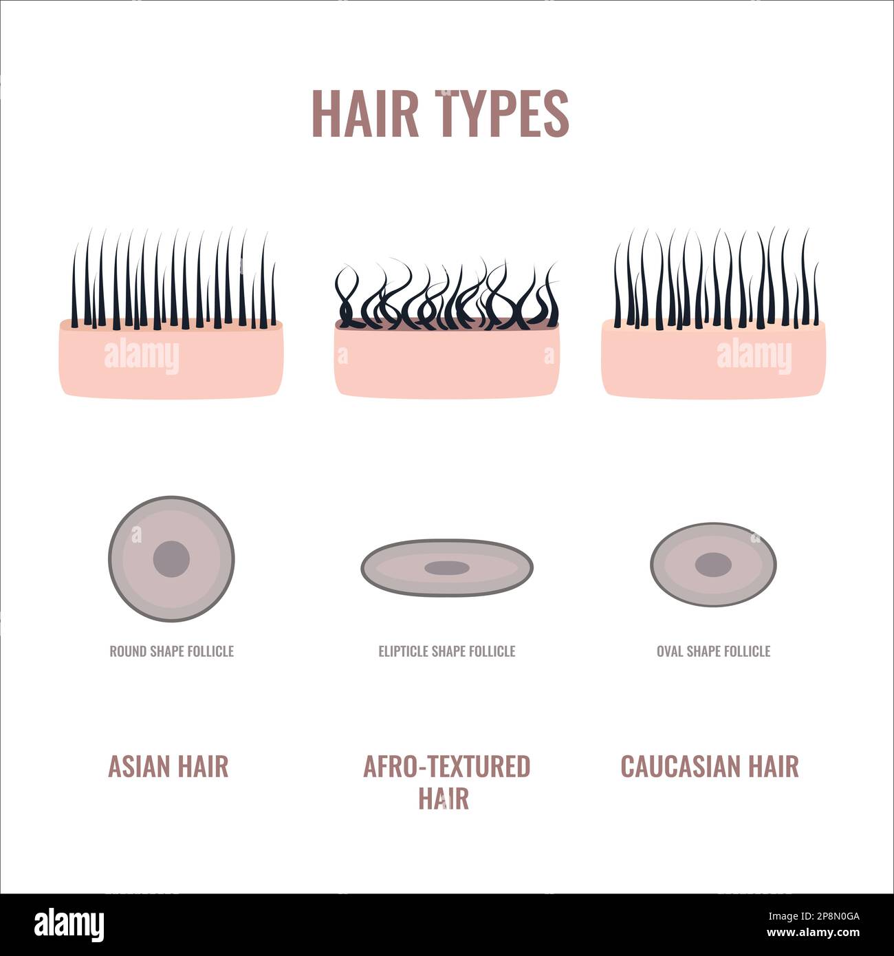 Hair types chart set of straigt, wavy and curly strands Stock Vector ...