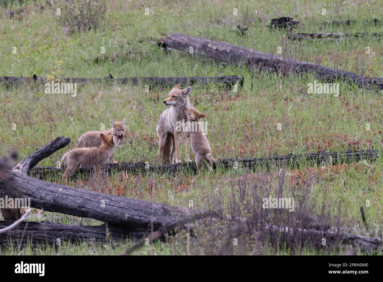 female coyote with young alberta canada Stock Photo - Alamy