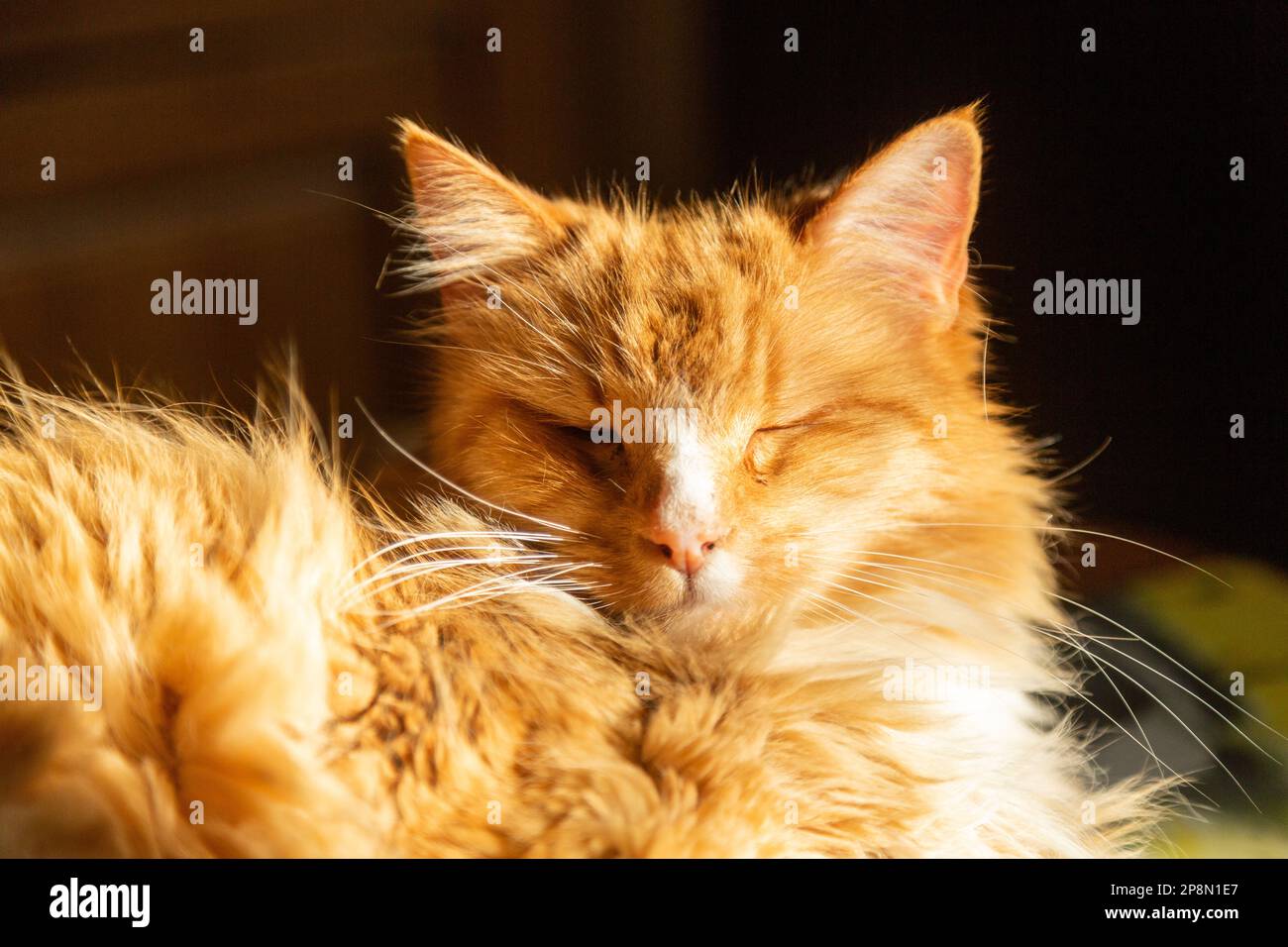 Long haired cat ginger hi-res stock photography and images - Alamy