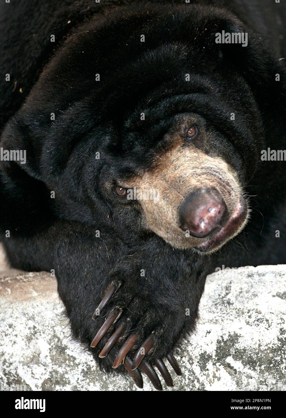 Malayan Sun Bear sits at Dusit Zoo in Bangkok, Thailand, Tuesday, March ...