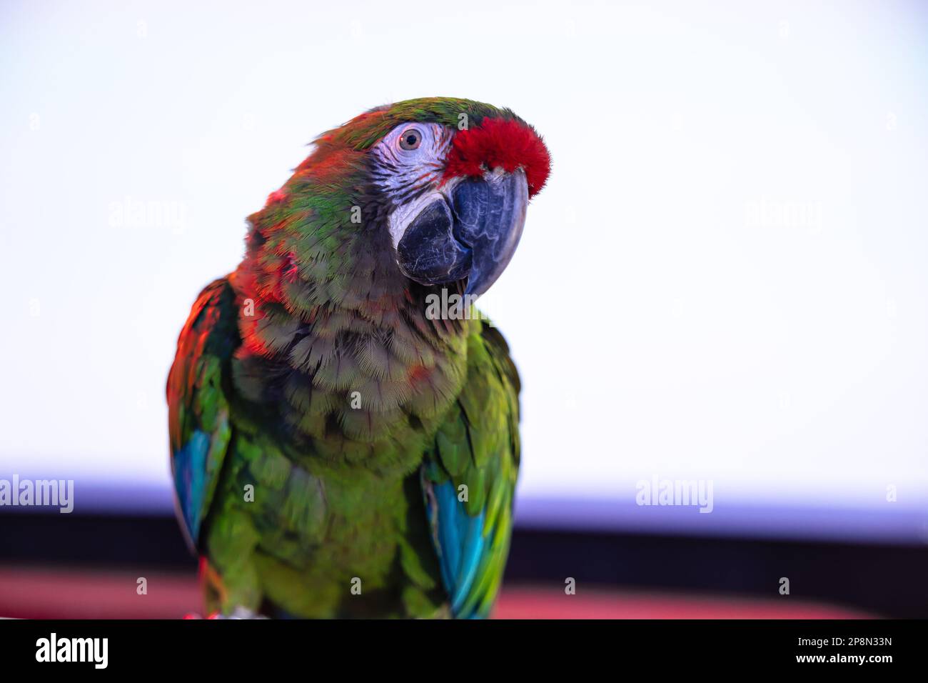 Parrot great-green macaw in captivity on a stage of a conference ...