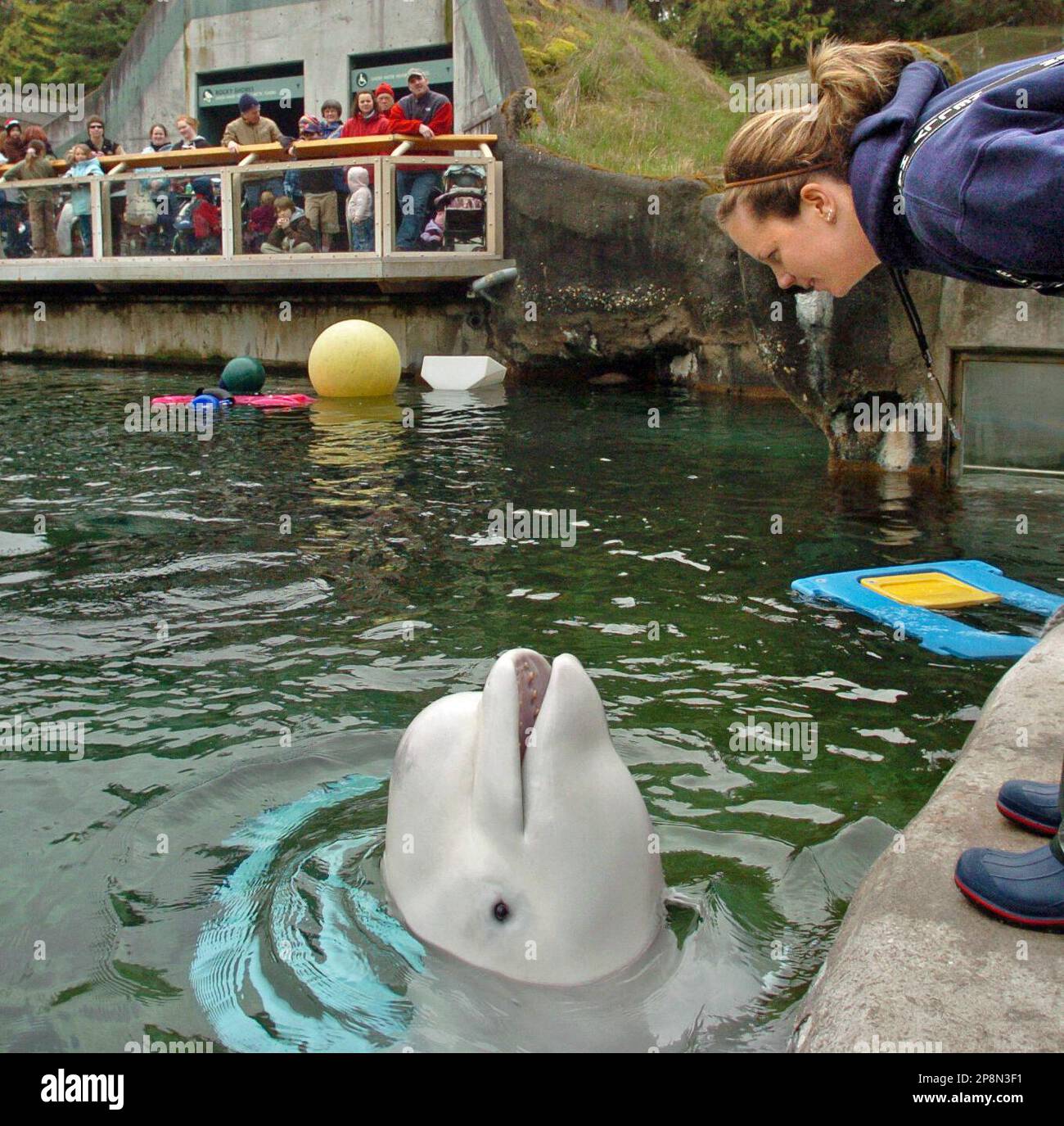 Beethoven, the sole remaining beluga whale at the Point Defiance Zoo ...