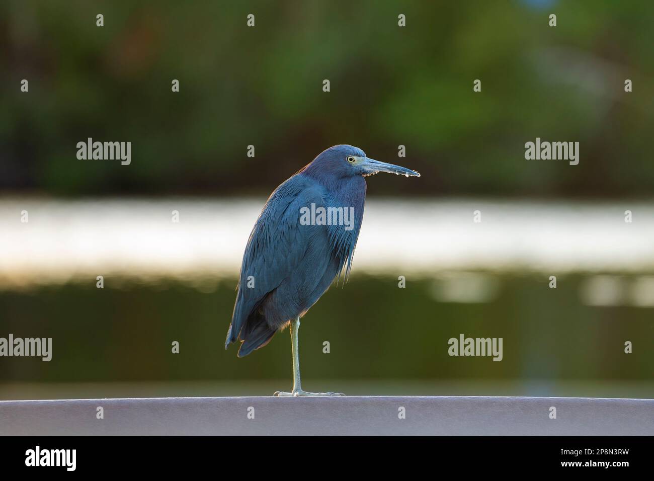 Little blue heron coastal marsh hi-res stock photography and images - Alamy
