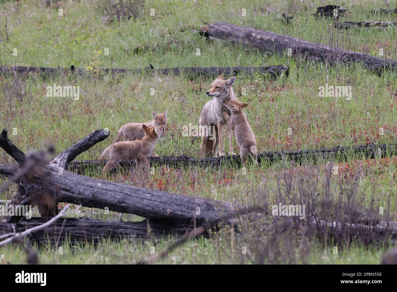 female coyote with young alberta canada Stock Photo - Alamy