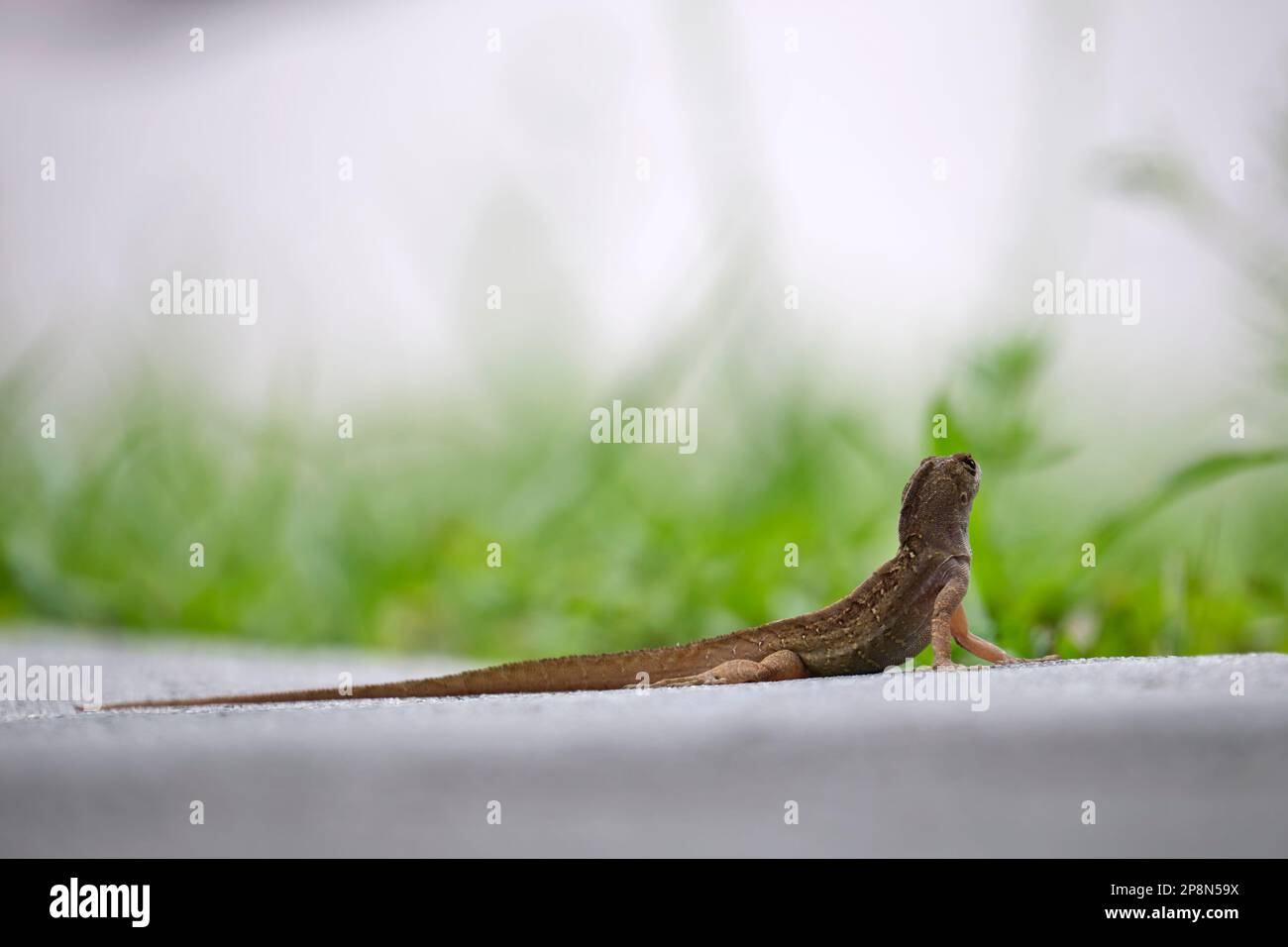 Macro closeup of blown alone lizard warming on summer sun. Anolis ...