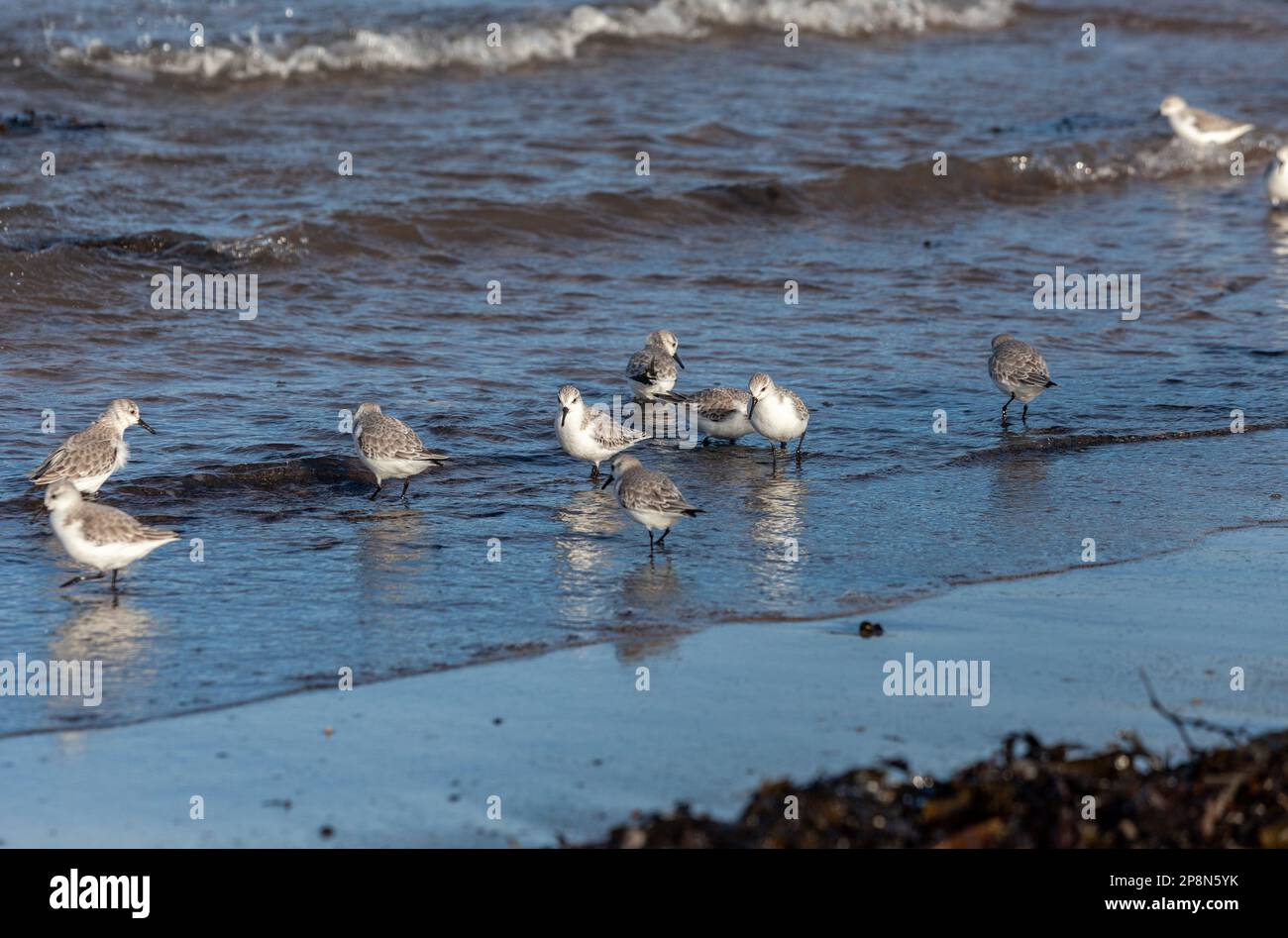 The sanderling (Calidris alba) is a small wading bird, seen here on the ...