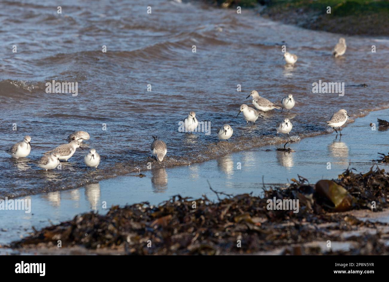 The sanderling (Calidris alba) is a small wading bird, seen here on the ...