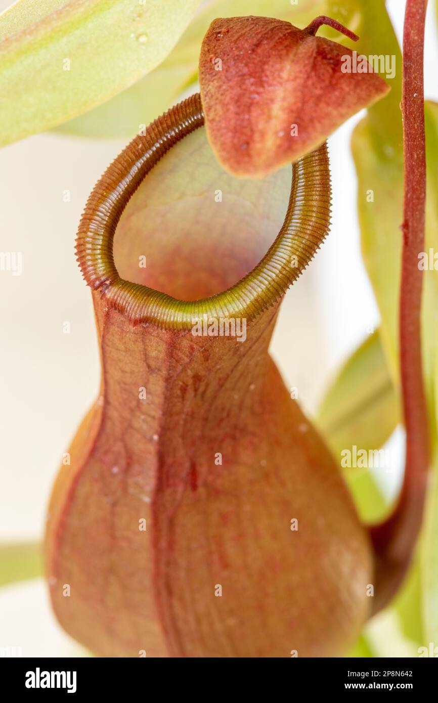 Close up of a Pitcher plant and it's pitfall trap Stock Photo - Alamy